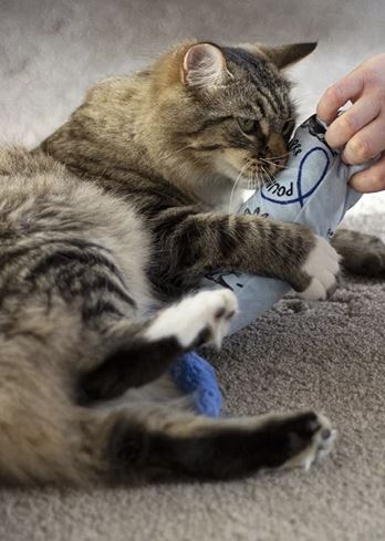 Battersea kicker 'Meet the boss' - Katsign