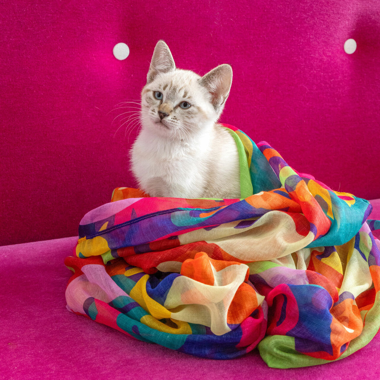 Pylones BALADE - sjaal - Katsign